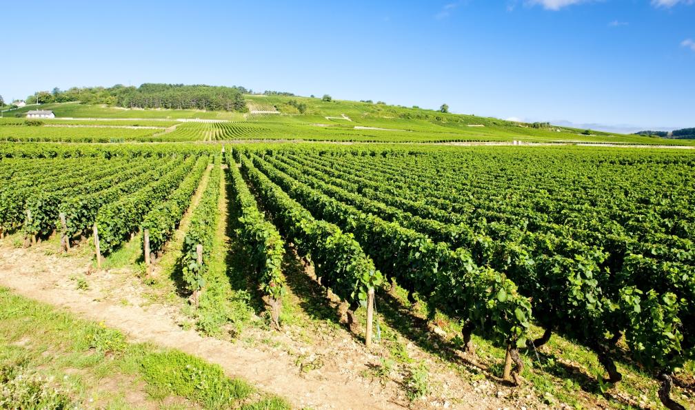 Burgundy bike tour - South Burgundy by bike: Chalon Vineyards to Cluny ...