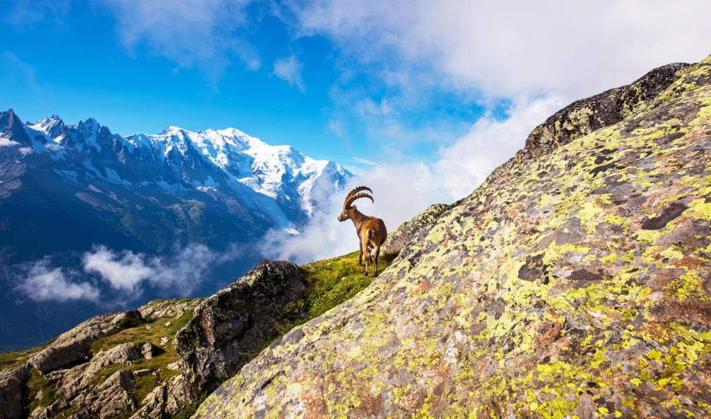 Best of the alps - Best of Alps: Zermatt, Chamonix and Oberland ...