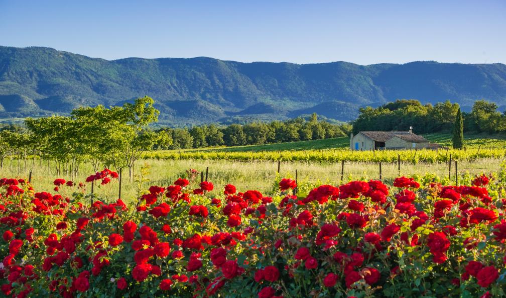 Must see in provence - Beautiful Provence - Hiking - France - Mont ...